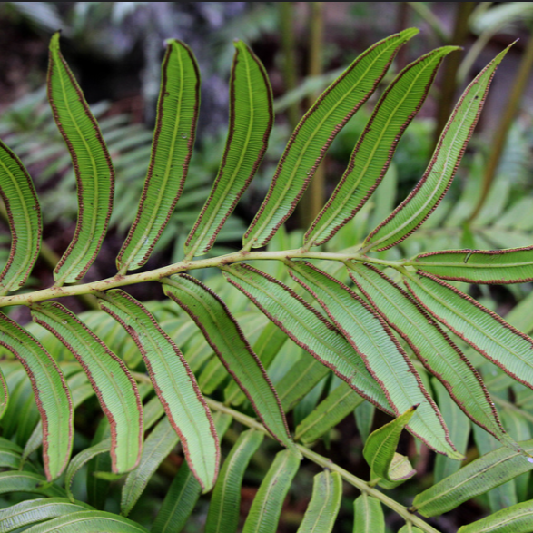 King fern | Norfolk Island National Park | Parks Australia