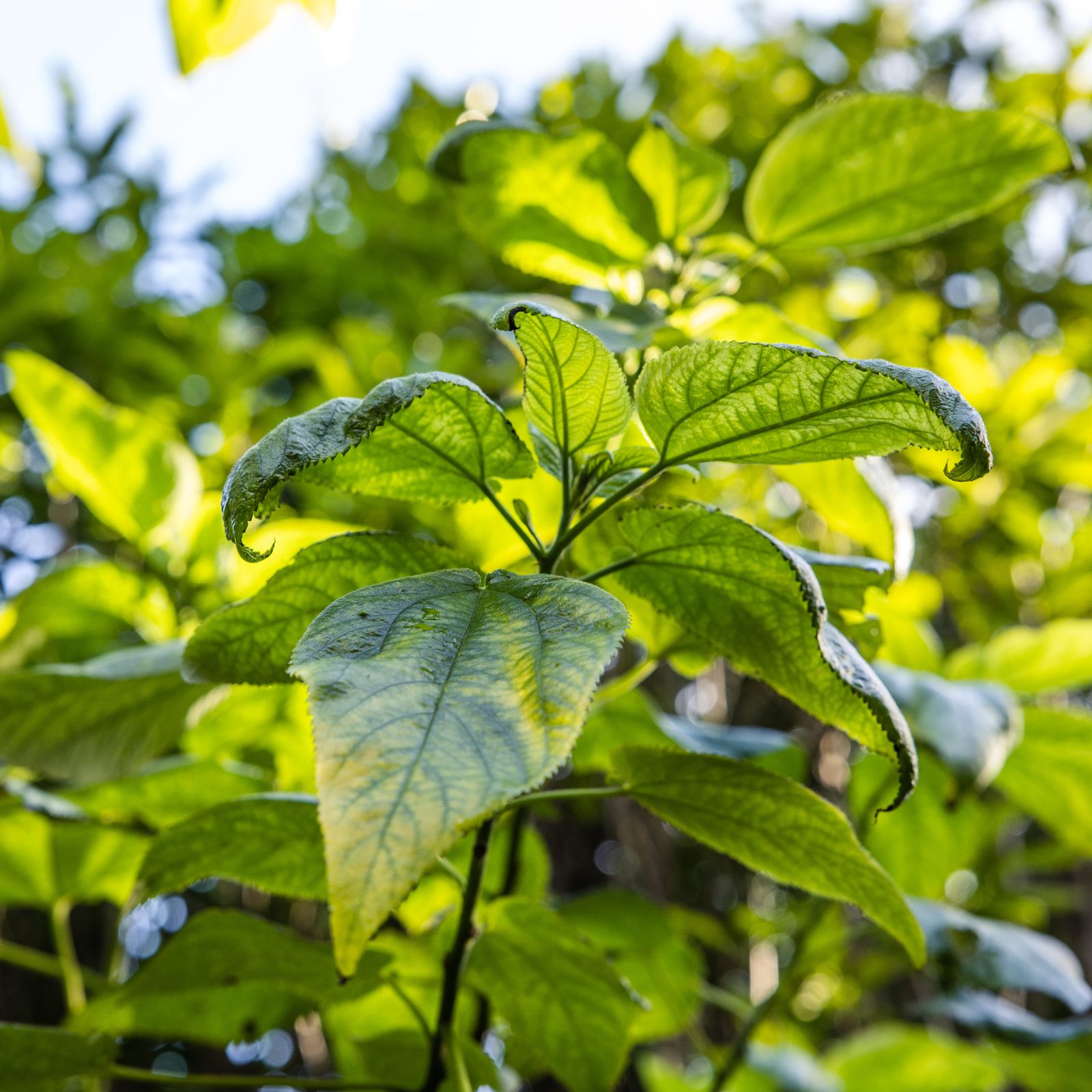 Nettle tree | Norfolk Island National Park | Parks Australia