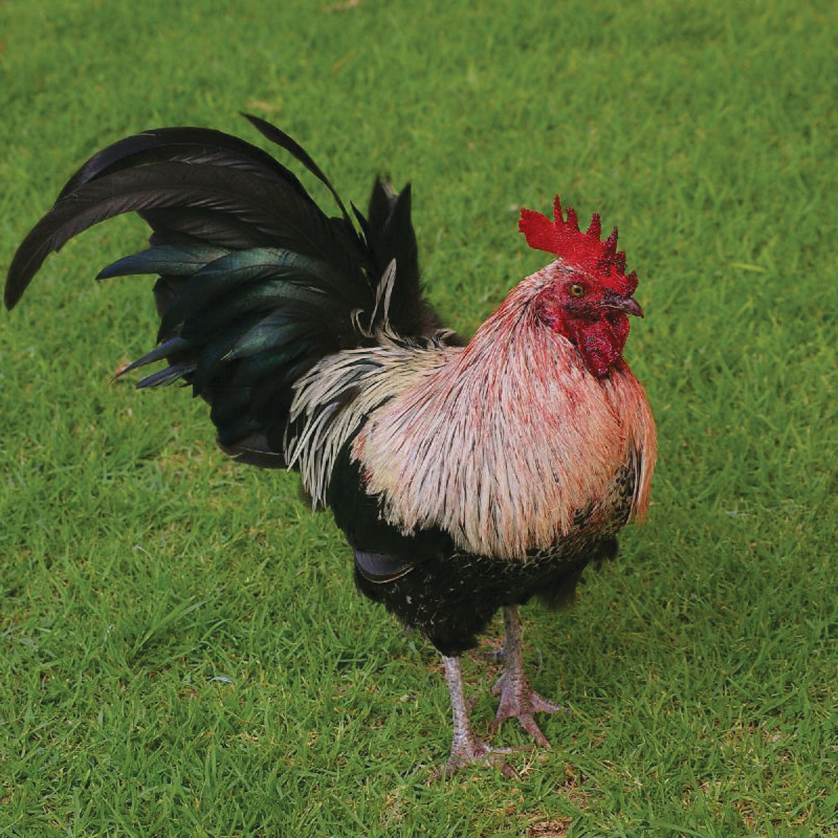 Feral chicken | Norfolk Island National Park | Parks Australia