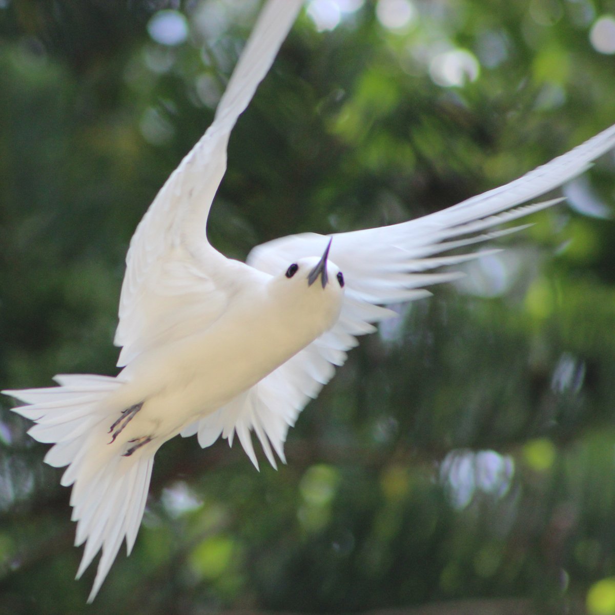 Birdwatching | Norfolk Island National Park | Parks Australia