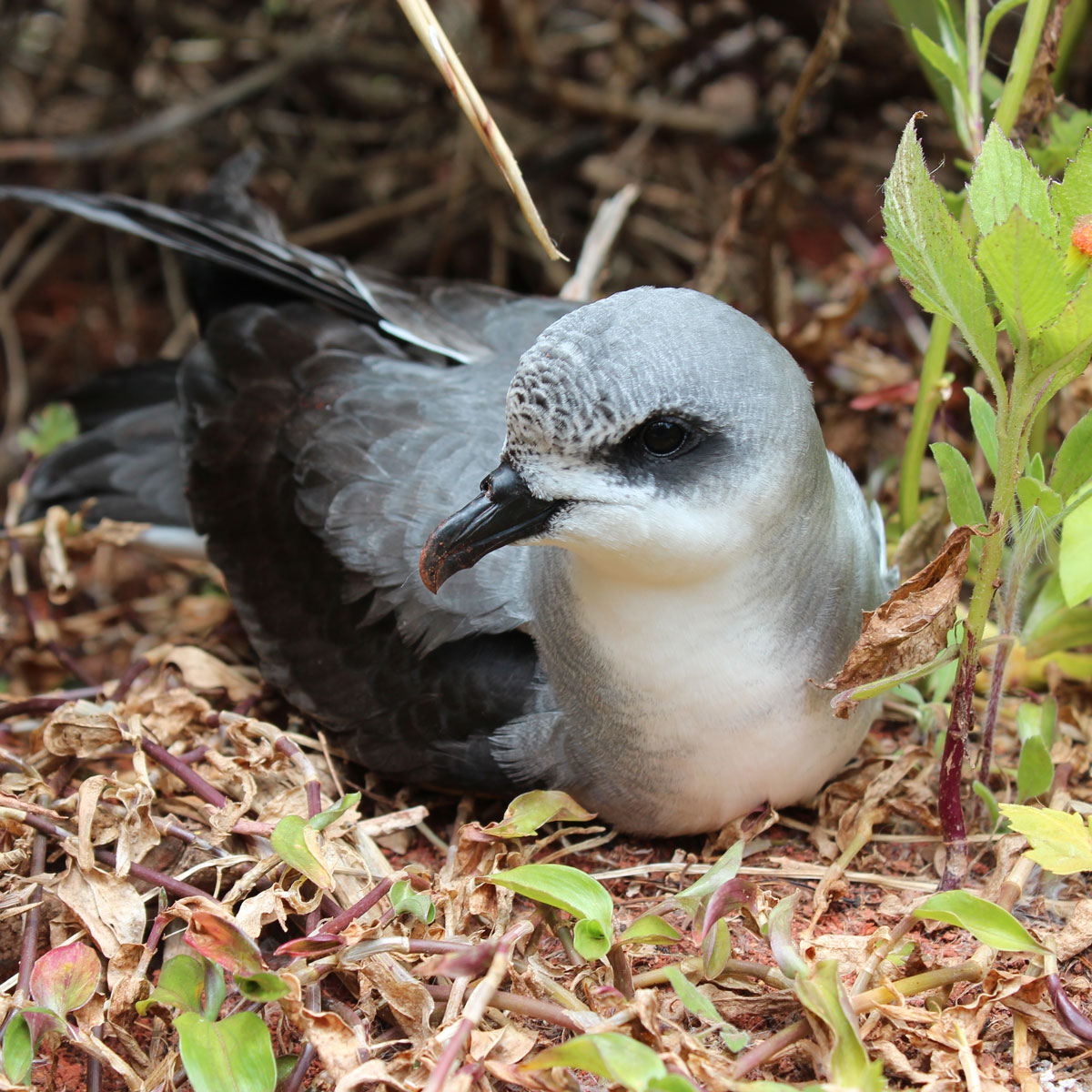 Black-winged petrel | Norfolk Island National Park | Parks Australia