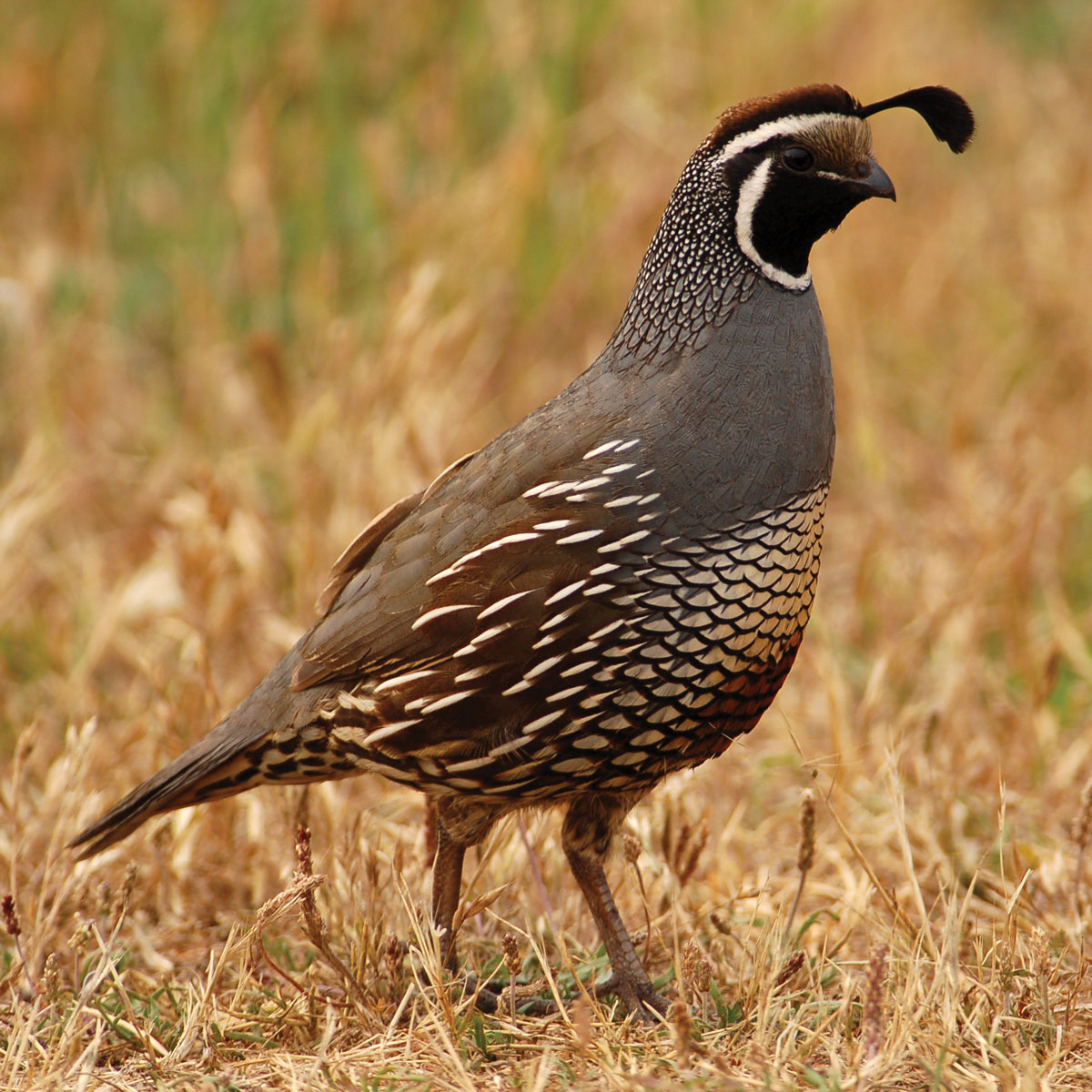 California quail | Norfolk Island National Park | Parks Australia