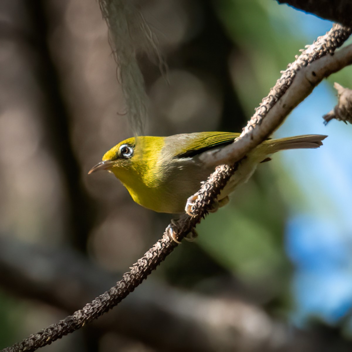 Slender-billed white-eye | Norfolk Island National Park | Parks Australia