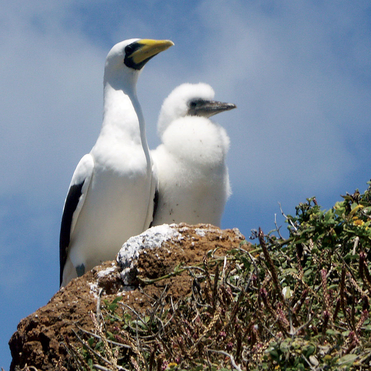 Masked booby | Norfolk Island National Park | Parks Australia