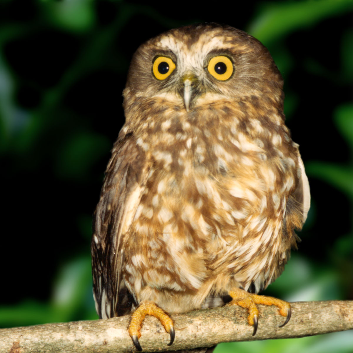 Norfolk Island morepork owl | Norfolk Island National Park | Parks Australia