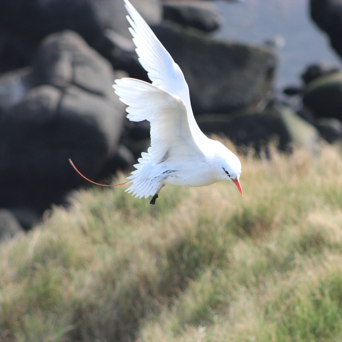 Red-tailed tropicbird | Norfolk Island National Park | Parks Australia