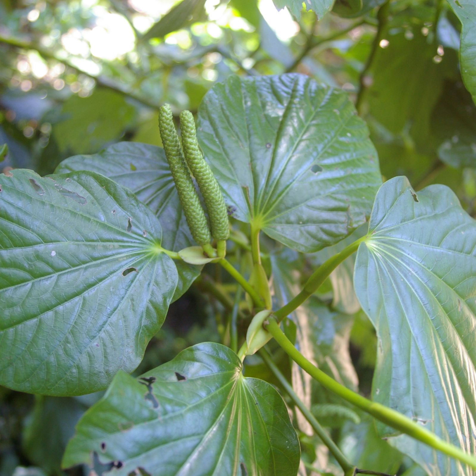 Pepper tree | Norfolk Island National Park | Parks Australia