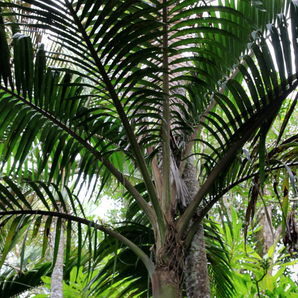Norfolk Island palm | Norfolk Island National Park | Parks Australia
