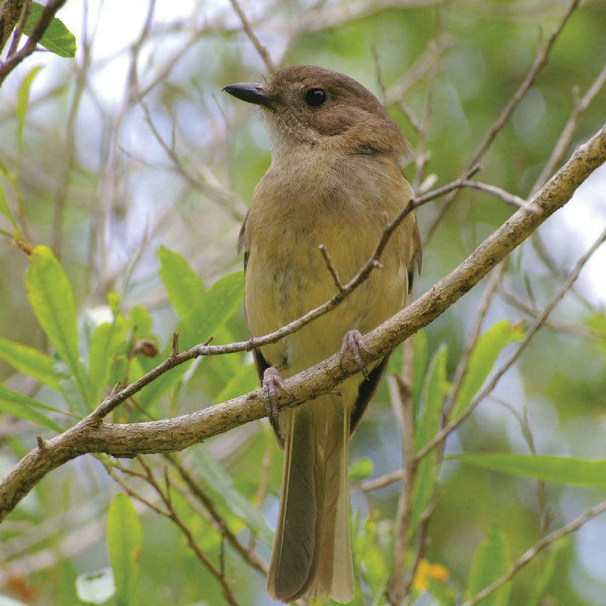 Golden whistler | Norfolk Island National Park | Parks Australia