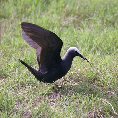 Black noddy | Norfolk Island National Park | Parks Australia