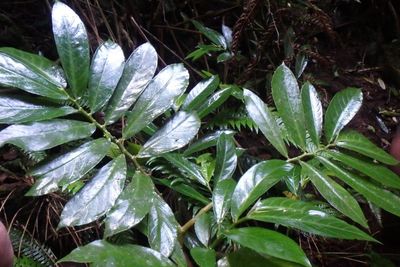 Rare Norfolk cliff plant species on the road to recovery | Norfolk ...
