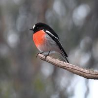 Norfolk Island robin | Norfolk Island National Park | Parks Australia