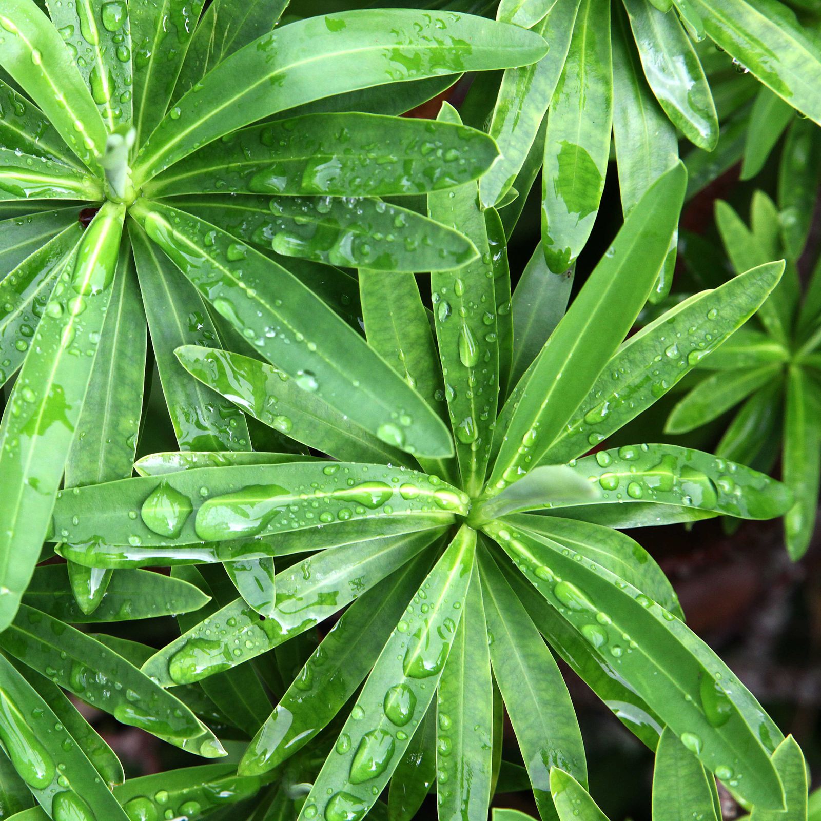 Euphorbia | Norfolk Island National Park | Parks Australia