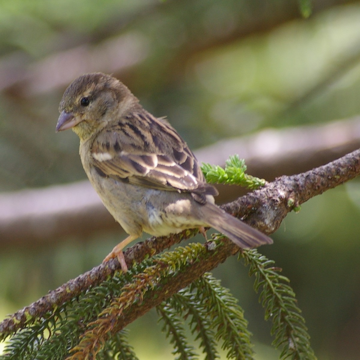 Female House Sparrow