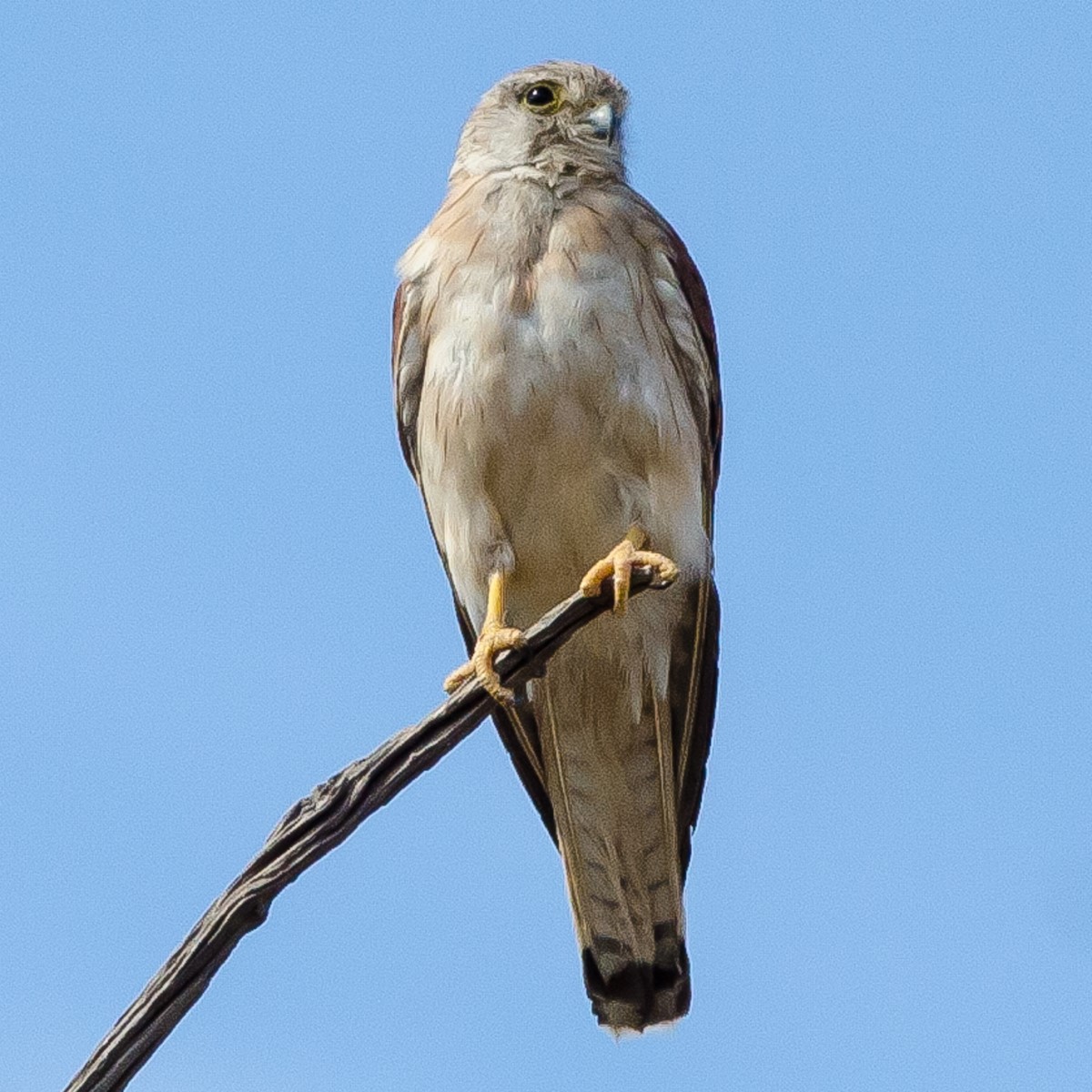Nankeen kestrel | Norfolk Island National Park | Parks Australia