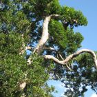 Plants | Norfolk Island National Park | Parks Australia