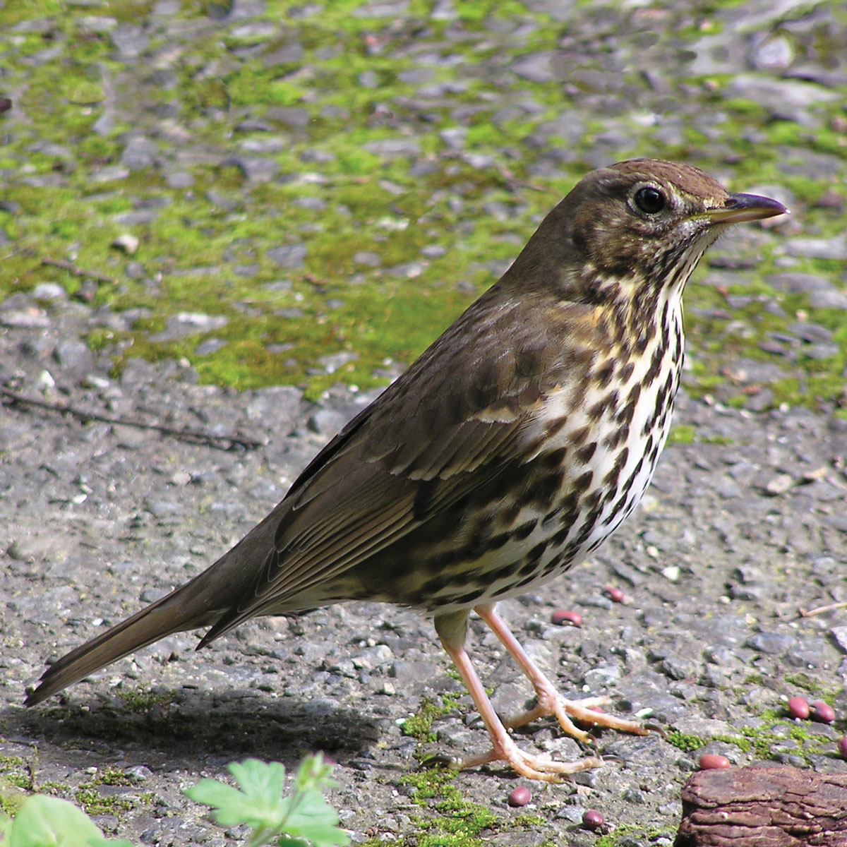 Song thrush | Norfolk Island National Park | Parks Australia