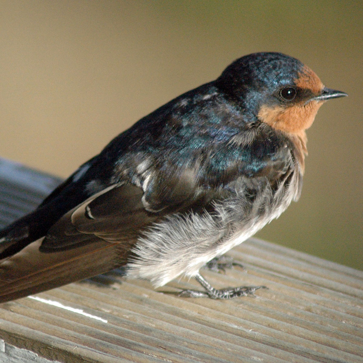 Welcome swallow | Norfolk Island National Park | Parks Australia