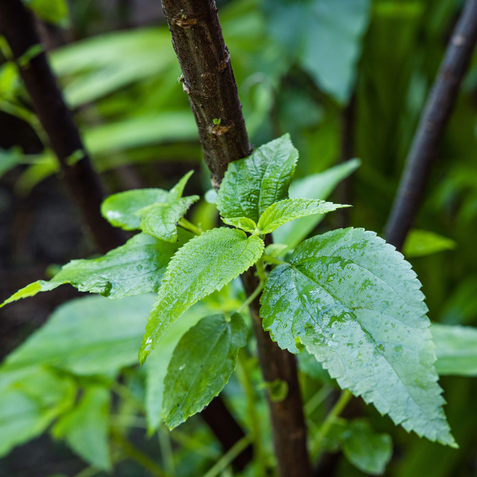 Nettle tree | Norfolk Island National Park | Parks Australia
