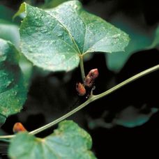 Native cucumber | Norfolk Island National Park | Parks Australia