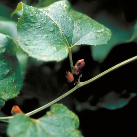 Native cucumber | Norfolk Island National Park | Parks Australia