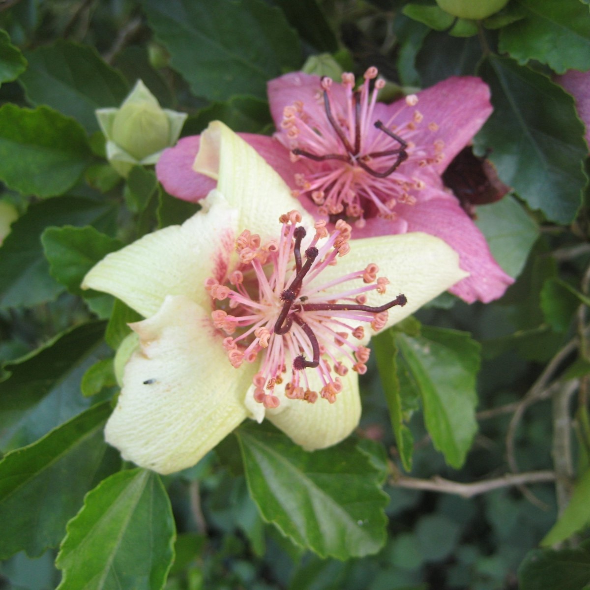 Phillip Island hibiscus | Norfolk Island National Park | Parks Australia