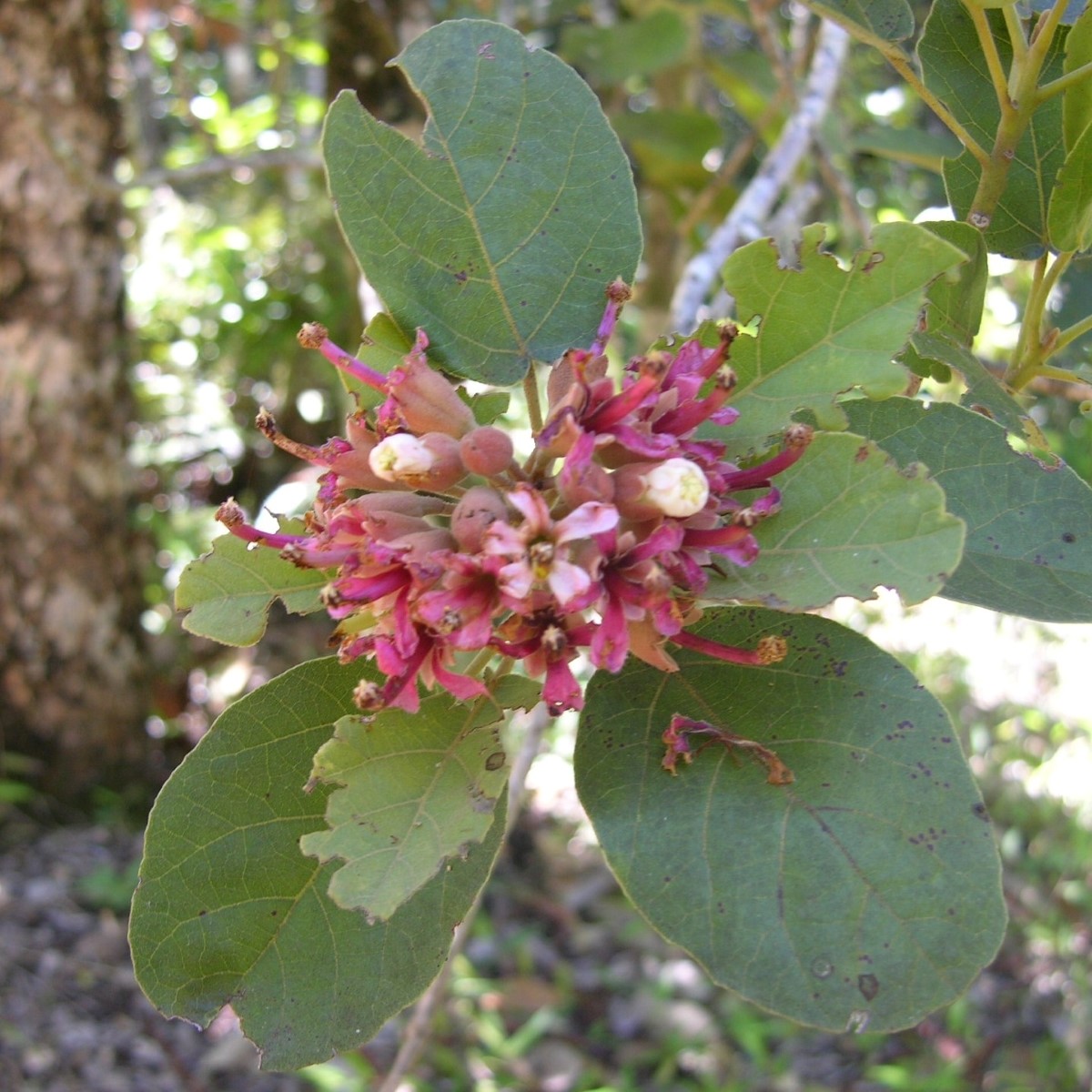 Bastard oak | Norfolk Island National Park | Parks Australia